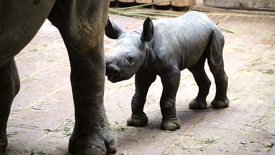 Aus der Erfolgsgeschichte des Krefelder Zoos - Nachrichten für Krefeld